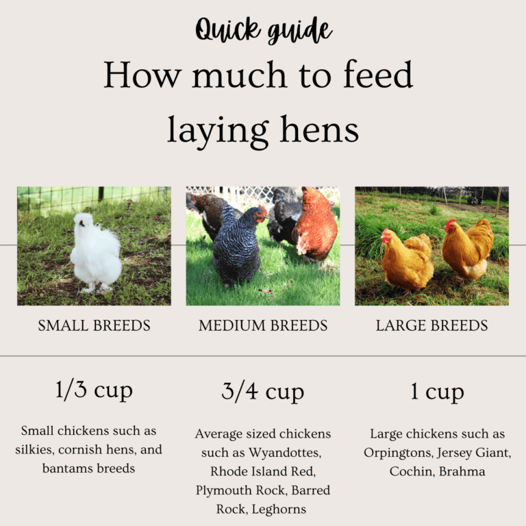 How many cups of feed: chicks, layers, broilers - Simply Restored
