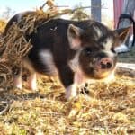 The best (and worst) bedding for your homestead pigs - Simply Restored