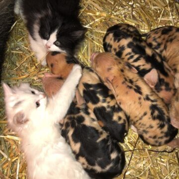 The best (and worst) bedding for your homestead pigs - Simply Restored