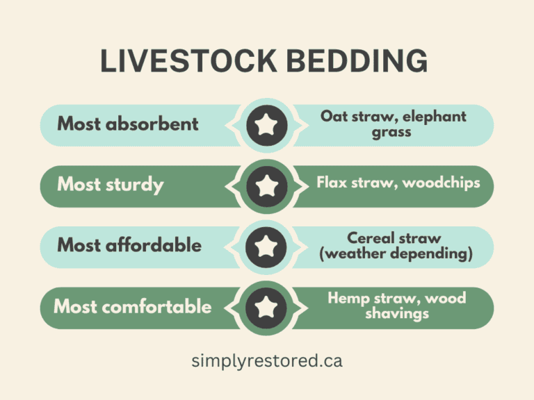 The best (and worst) bedding for your homestead pigs - Simply Restored