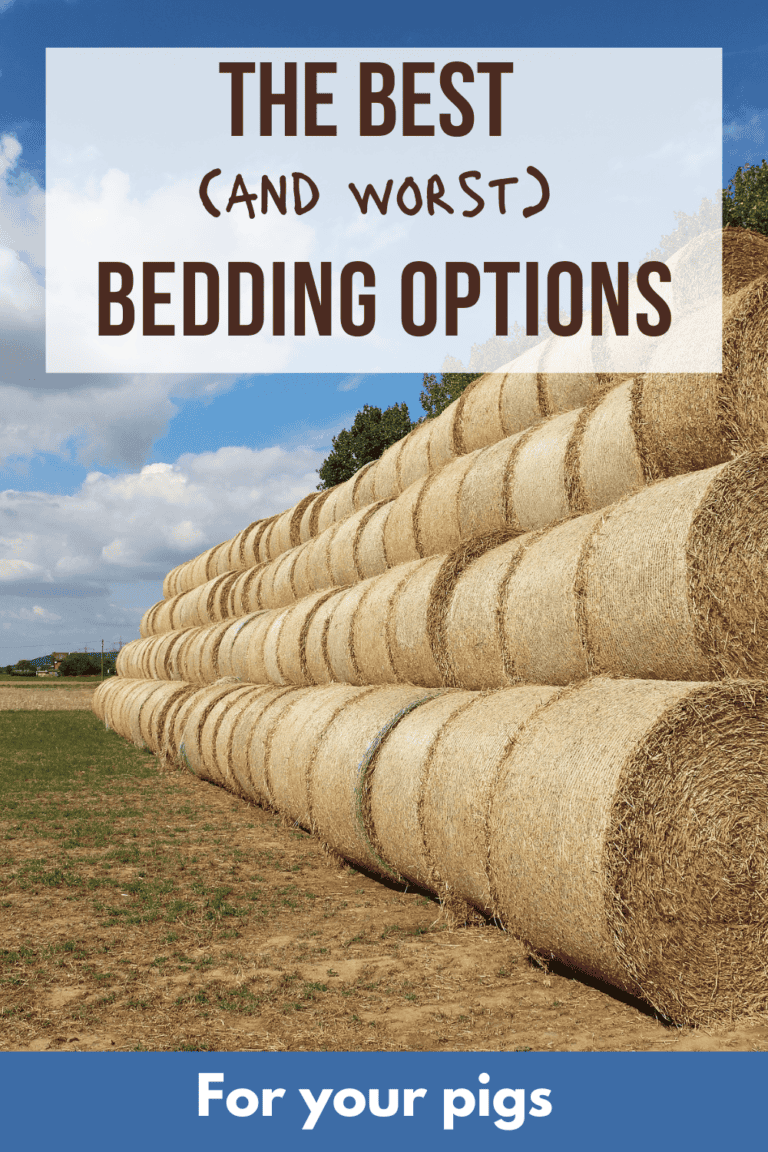 The best (and worst) bedding for your homestead pigs - Simply Restored