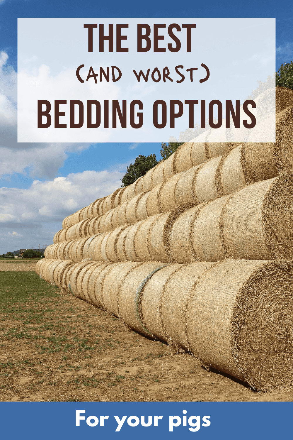 The best (and worst) bedding for your homestead pigs - Simply Restored