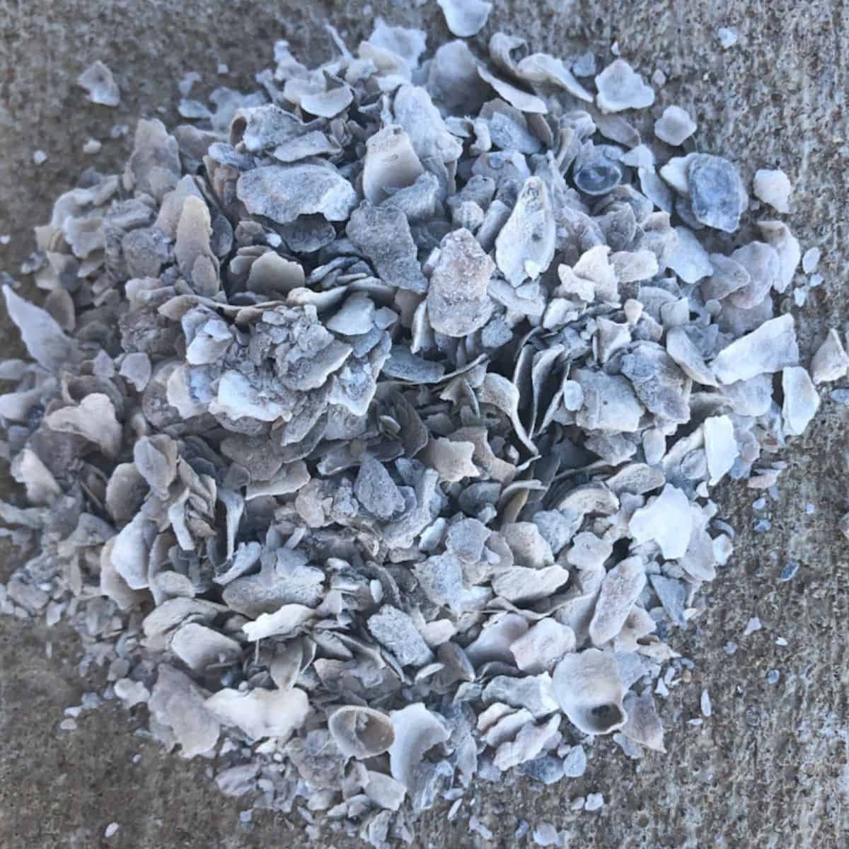 Chicken Grit Guide: who, what, where, when, why - Simply Restored