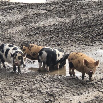 Male pigs- terminology, facts, and special care - Simply Restored