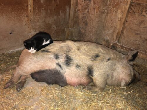 Male pigs- terminology, facts, and special care - Simply Restored