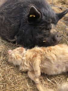 Male pigs- terminology, facts, and special care - Simply Restored