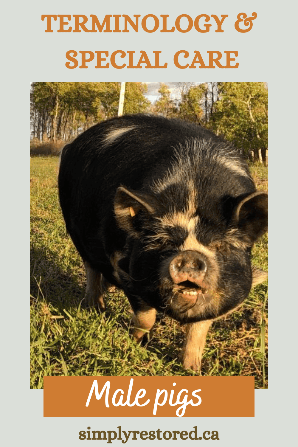 Male pigs- terminology, facts, and special care - Simply Restored