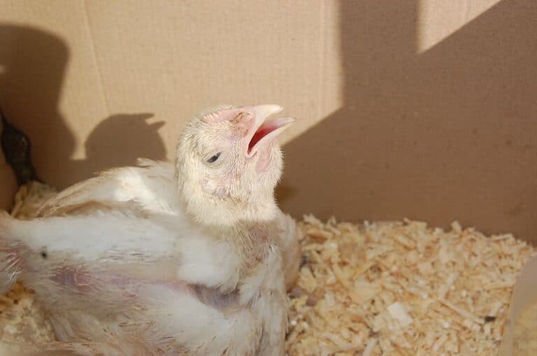 PALE COMB in chickens- causes, treatment, prevention - Simply Restored