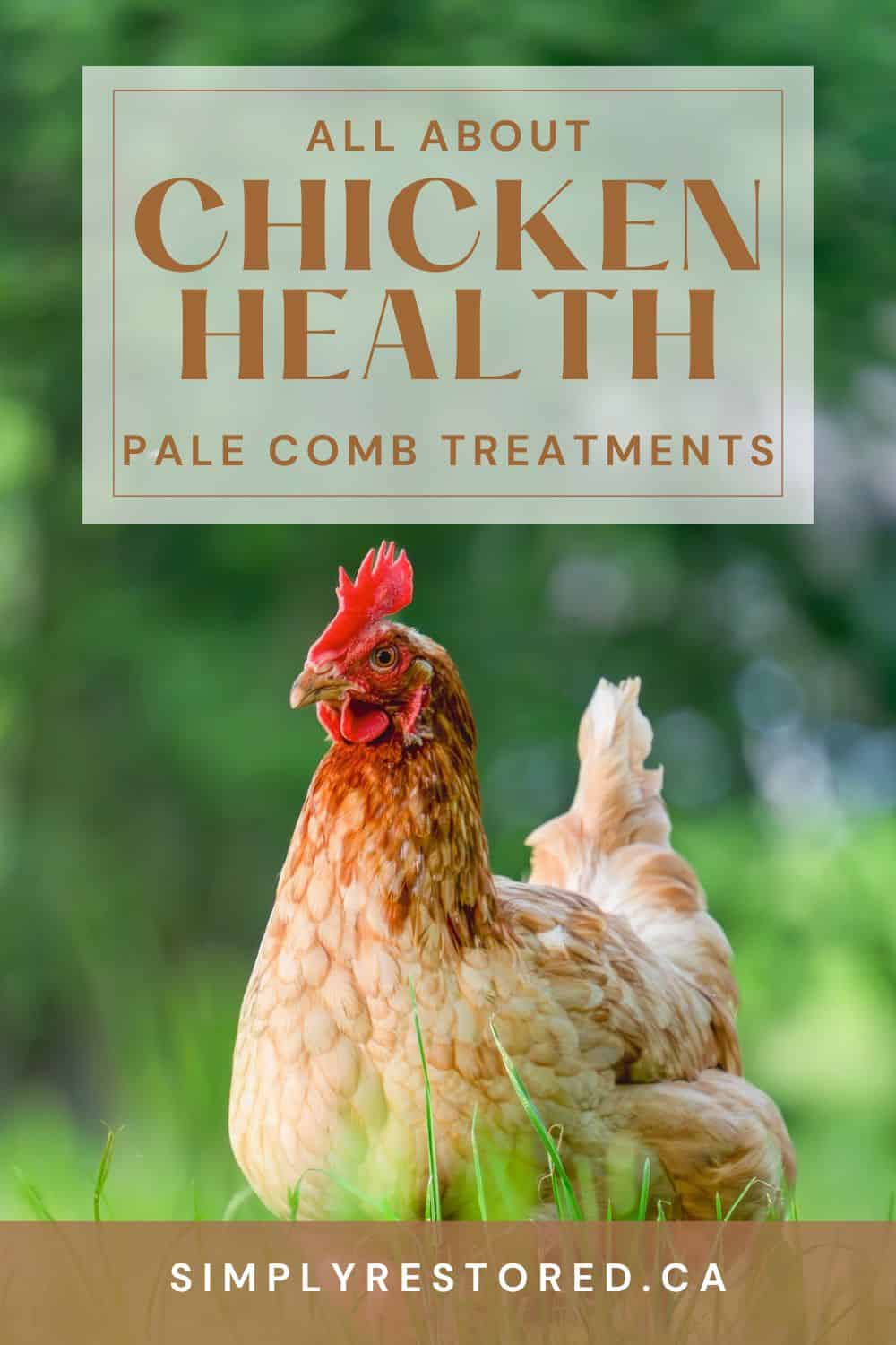 PALE COMB in chickens- causes, treatment, prevention - Simply Restored